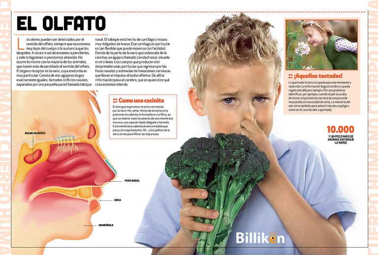 Los sentidos: toda la información sobre el olfato y un material ...