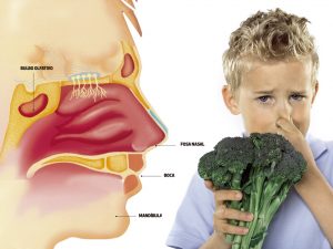 Los sentidos: toda la información sobre el olfato y un material ...