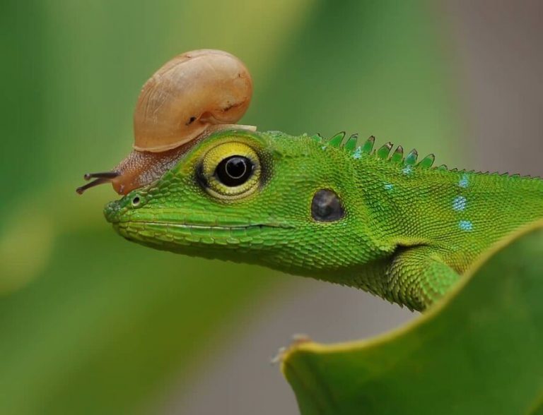 Yan Hidayat, el fotógrafo que toma increíbles imágenes de la naturaleza ...
