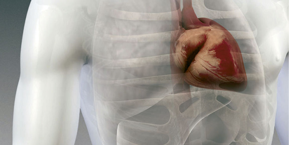 El cuerpo humano en cifras y un material descargable - Billiken