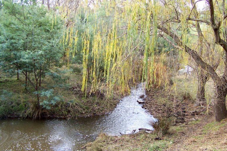 ¿Sabés cuál es la diferencia entre un río y un arroyo? - Billiken