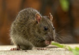 ¿Sabés cuál es la diferencia entre una rata y un ratón? - Billiken