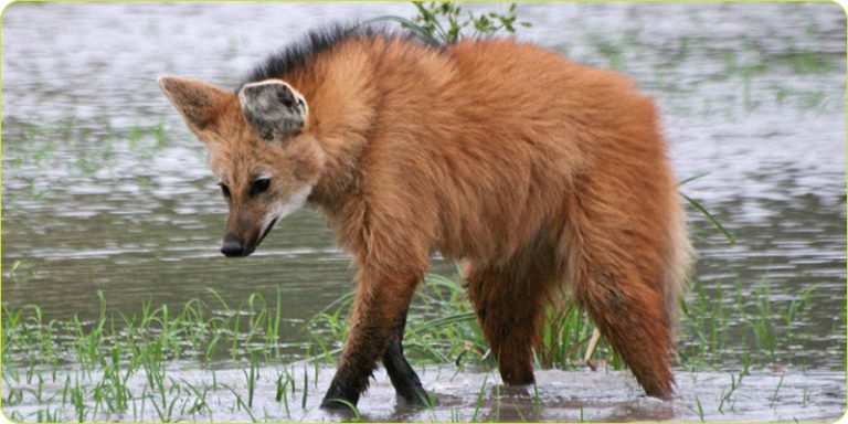 Parque Nacional Río Pilcomayo, uno de los sitios de mayor biodiversidad ...
