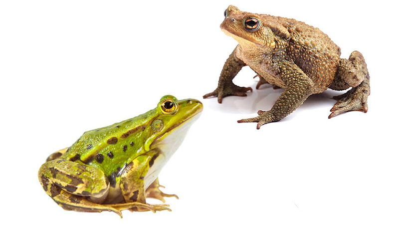 ¿Sabés cuál es la diferencia entre una rana y un sapo? - Billiken