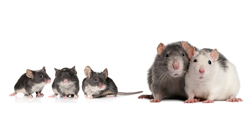 ¿Sabés cuál es la diferencia entre una rata y un ratón? - Billiken