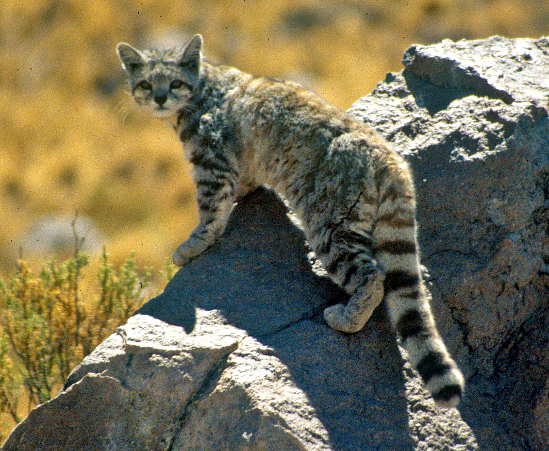 El gato andino fue declarado Monumento Natural de Jujuy para ayudar en ...