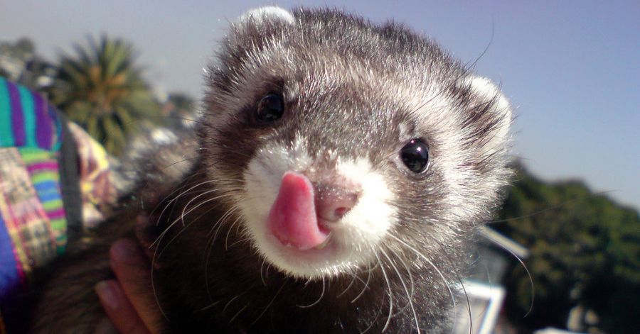 Los hurones son utilizados en terapias alternativas para niños - Billiken