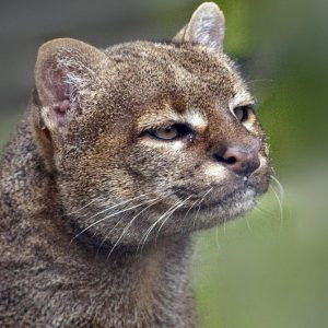 Yaguarundí, el felino que solo habita en América Latina - Billiken