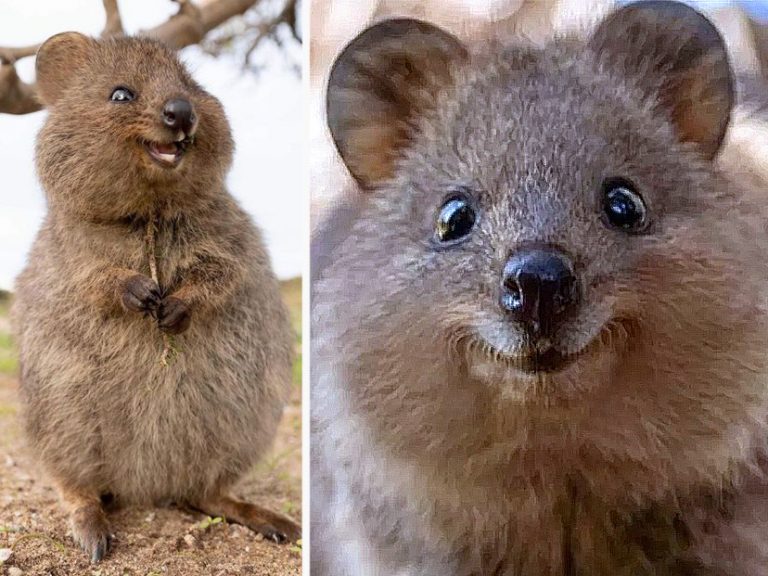 Quokka: el animal "más feliz del mundo" es un marsupial y vive en ...