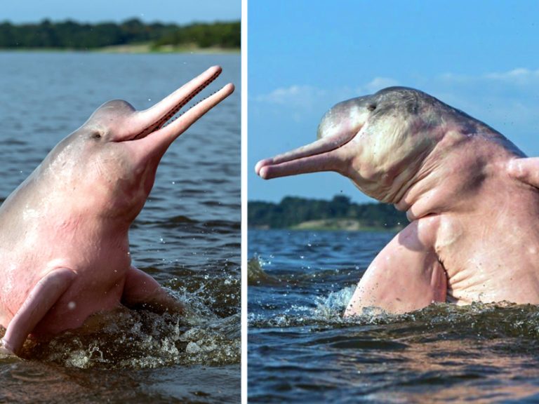 El Delfín Rosado del Amazonas es el más inteligente de la especie ...