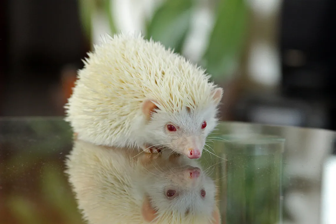 Animales albinos: el argumento científico que explica esta condición ...