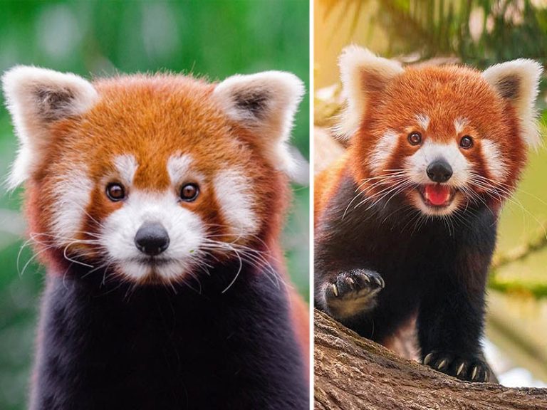 El Panda Rojo es considerado el mamífero más lindo del mundo desde 1825 ...