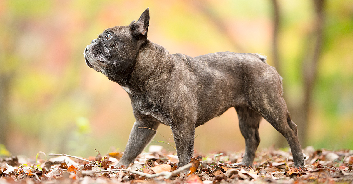 Perros: las modas estéticas están cambiando su anatomía y perjudican su ...