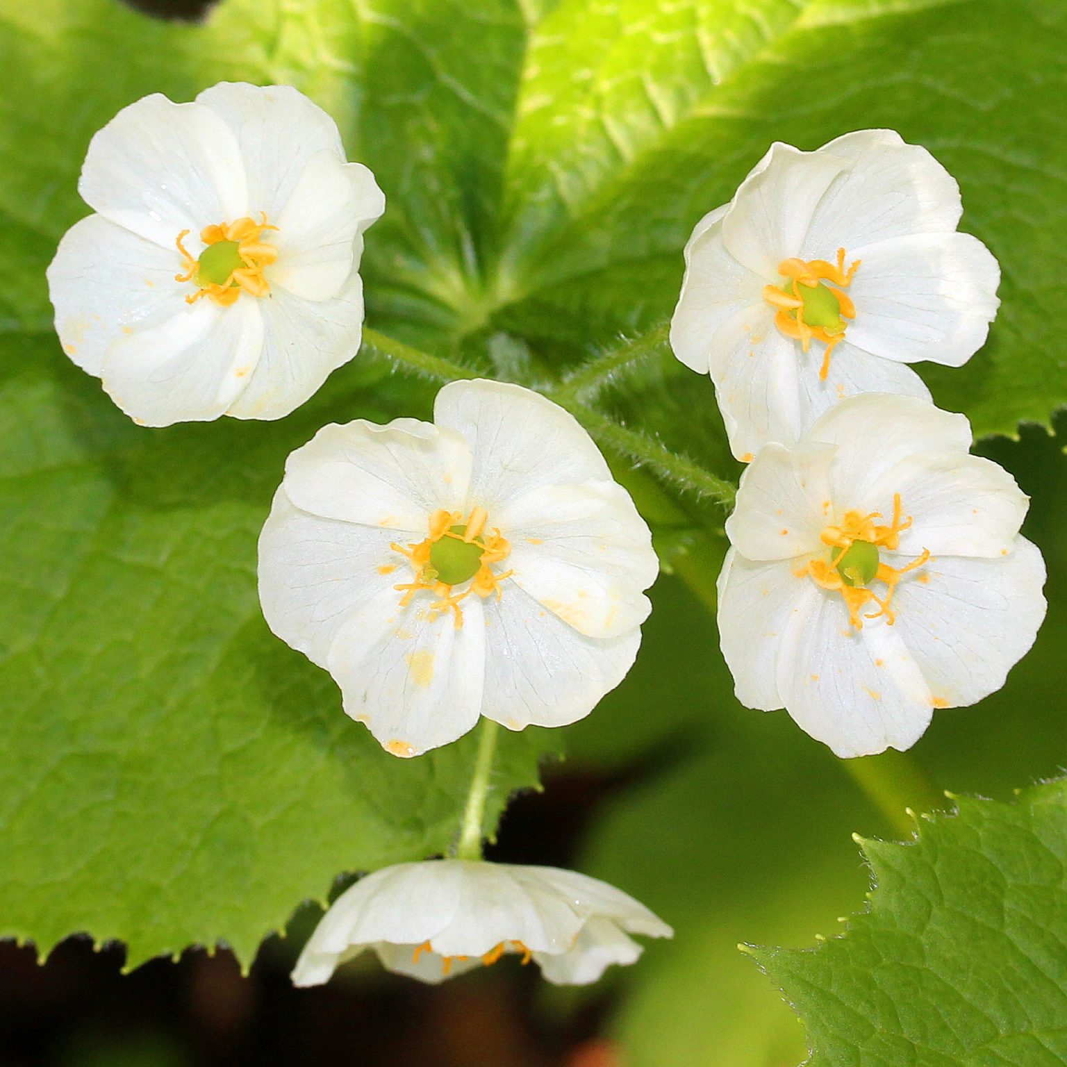Descubrí la flor de Cristal, la única transparente del mundo - Billiken