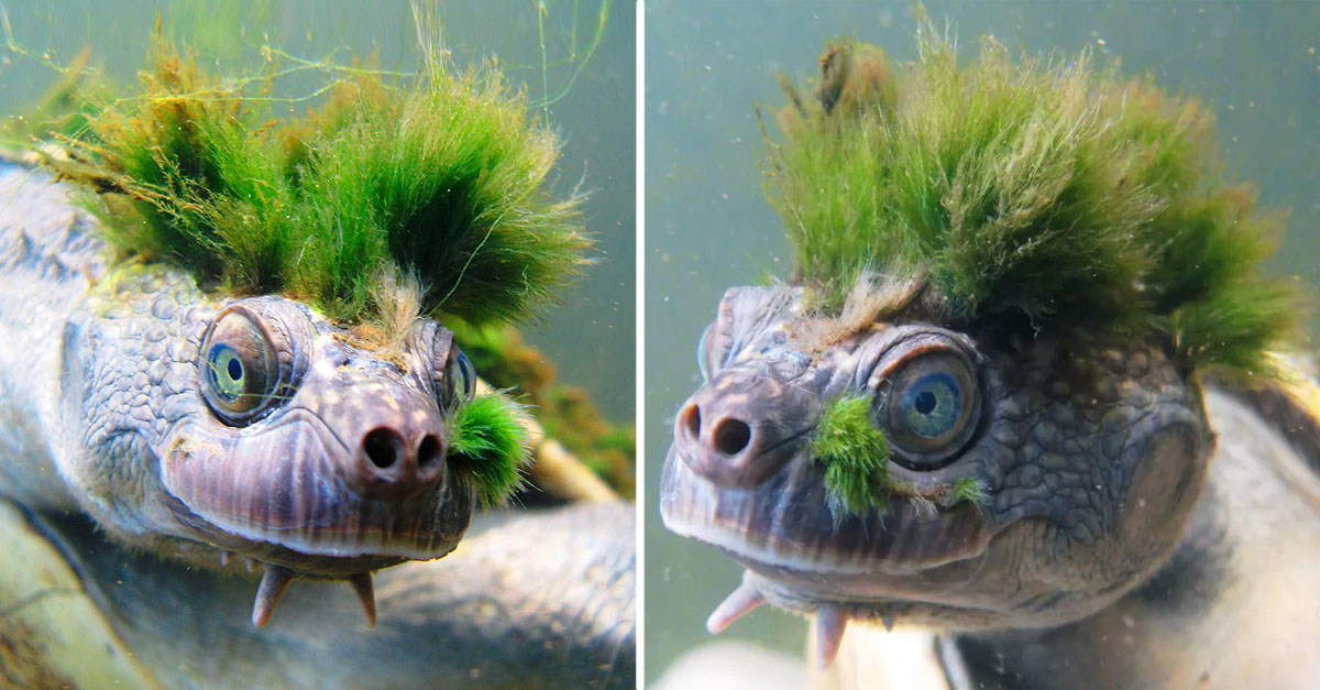 La tortuga “punk”: vive únicamente en el río Mary de Australia y está ...