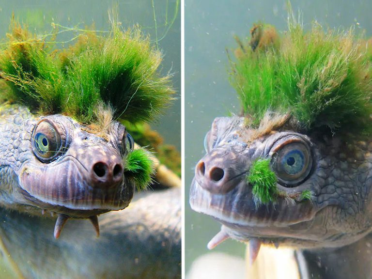 La tortuga “punk”: vive únicamente en el río Mary de Australia y está ...