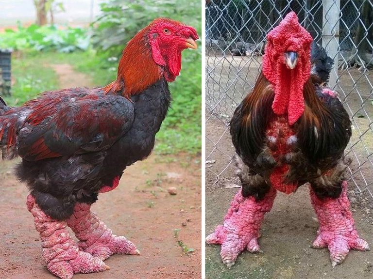 La sorprendente gallina Dong Tao cuyos pies parecen de dragón y cuesta ...