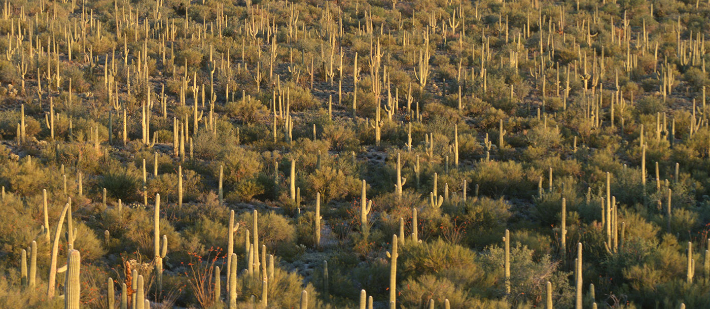 Saguaro, la especie del extraño cactus con forma de Tiranosaurio Rex - Billiken