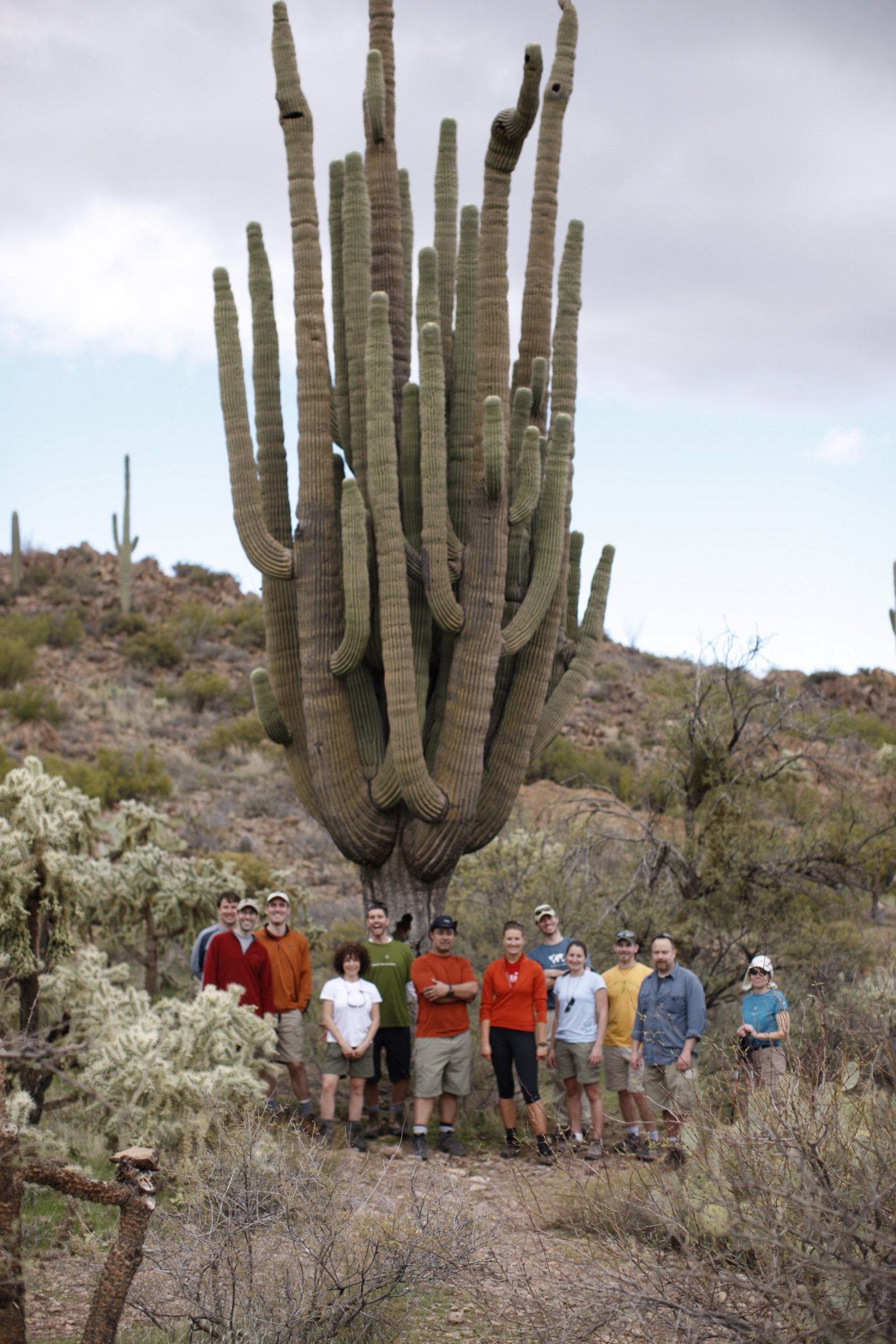 Saguaro, la especie del extraño cactus con forma de Tiranosaurio Rex ...