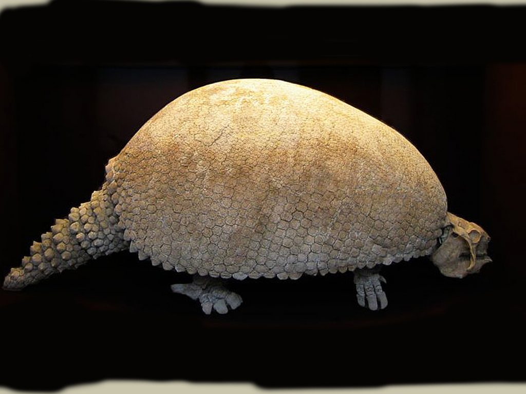 Hallaron restos fósiles de un gliptodonte en Santa Fe - Billiken