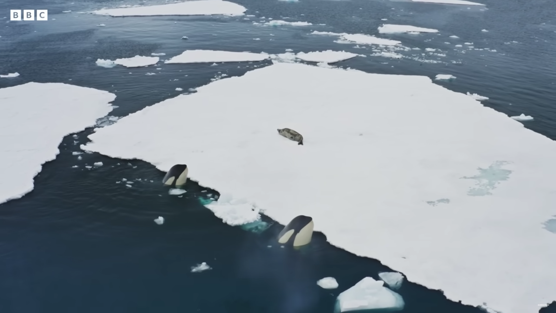 Orcas: descubren que utilizan una técnica sorprendente de caza en ...