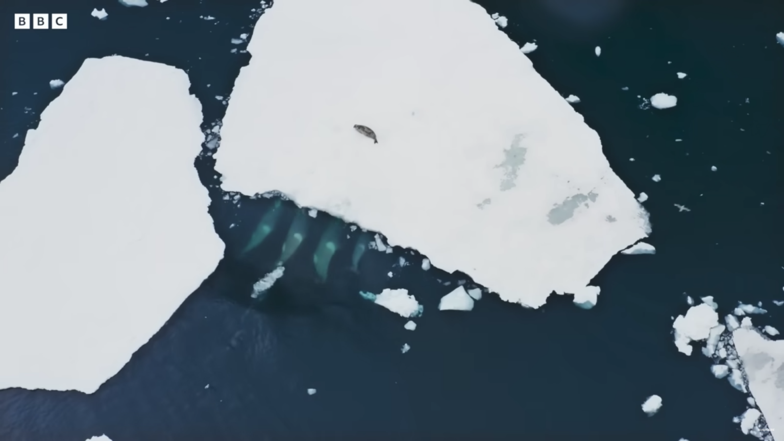 Orcas: descubren que utilizan una técnica sorprendente de caza en ...