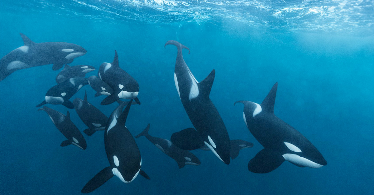 Orcas: descubren que utilizan una técnica sorprendente de caza en ...