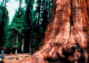 Hyperion es el árbol más alto del mundo y está “escondido” para evitar ...