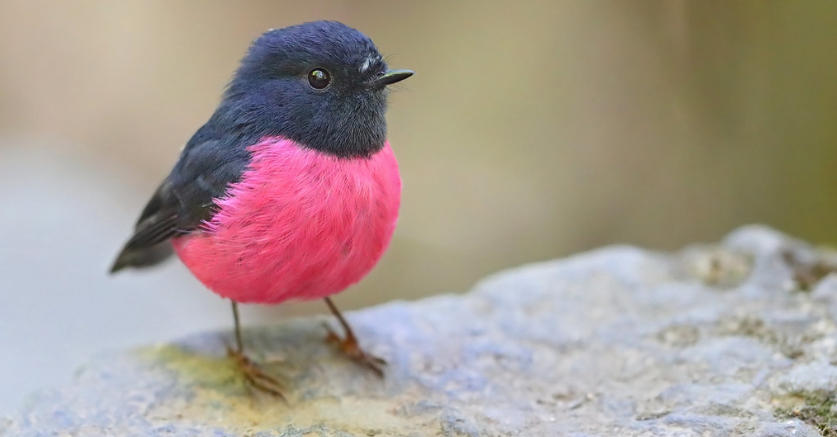 Pink Robin, el extraño pájaro de pecho rosado - Billiken