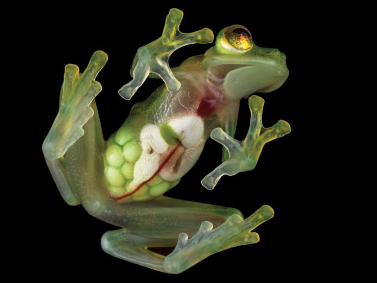 Rana de cristal, el anfibio de piel transparente que nos permite ver su ...