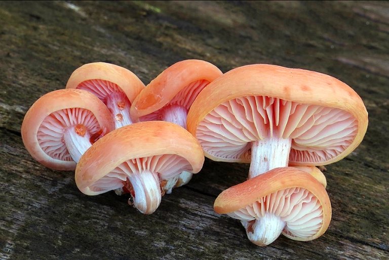 Rhodotus palmatus: el hongo de increíble belleza que está a punto de ...