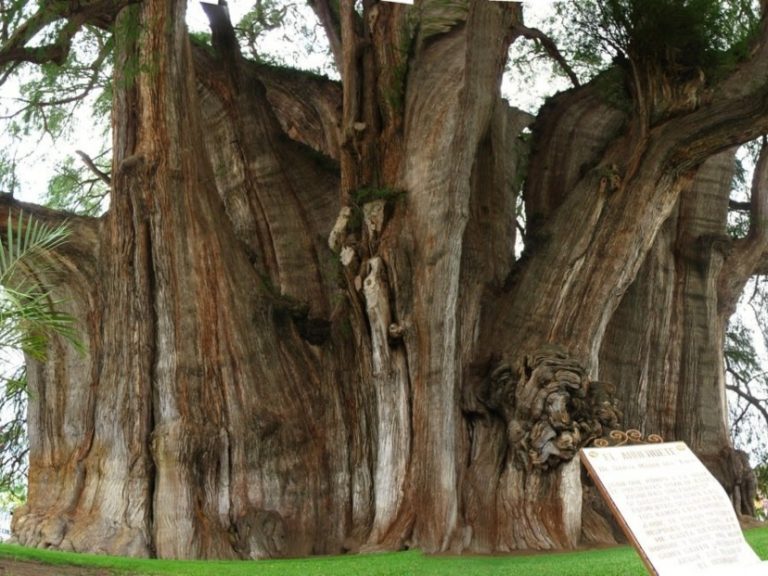 Árbol del Tule: un ejemplar con el tronco más ancho del mundo - Billiken