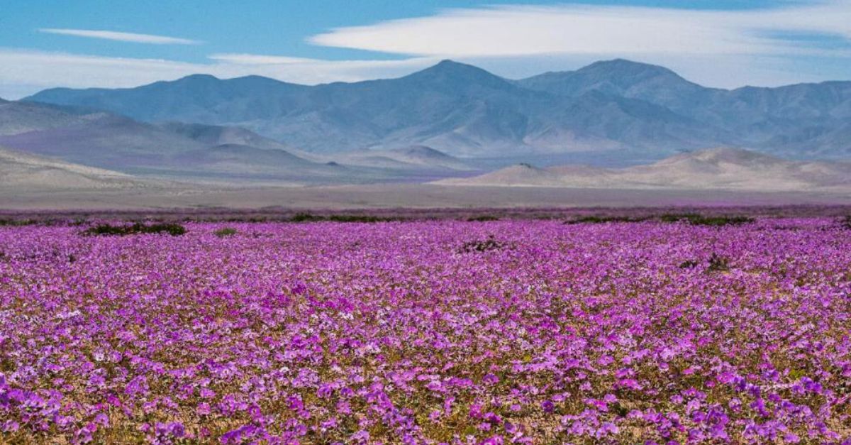 Desierto florido: el fenómeno en una aridez extrema - Billiken
