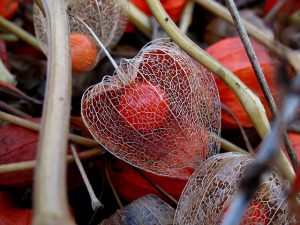 Linterna china: la exótica flor con múltiples propiedades - Billiken