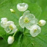 Descubrí la flor de Cristal, la única transparente del mundo - Billiken