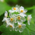 Descubrí la flor de Cristal, la única transparente del mundo - Billiken