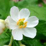 Descubrí la flor de Cristal, la única transparente del mundo - Billiken