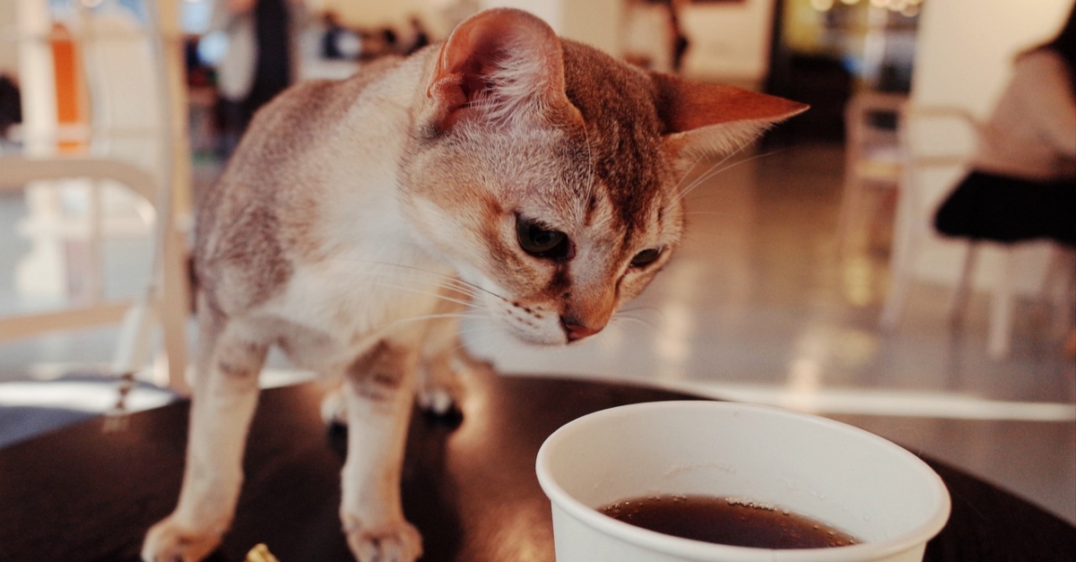¿Cómo funciona el primer café con gatos de Argentina? - Billiken