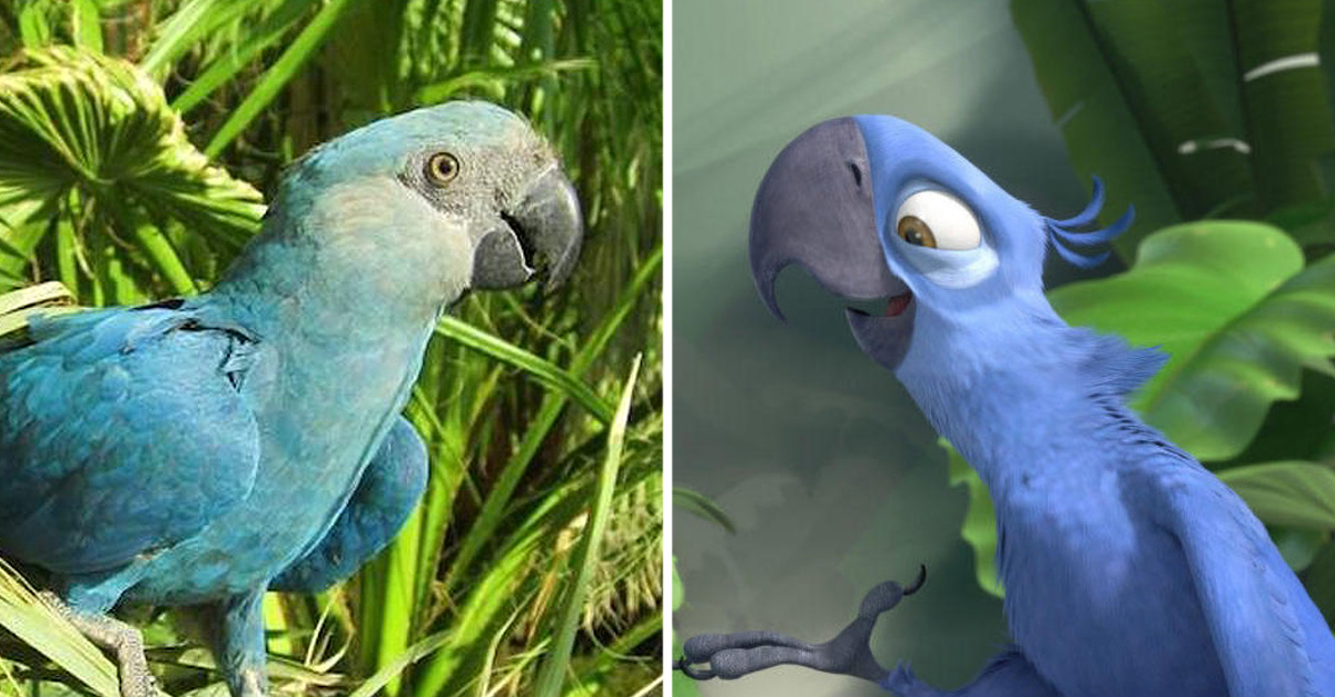 Las aves azules de la película Río fueron salvadas de la extinción ...