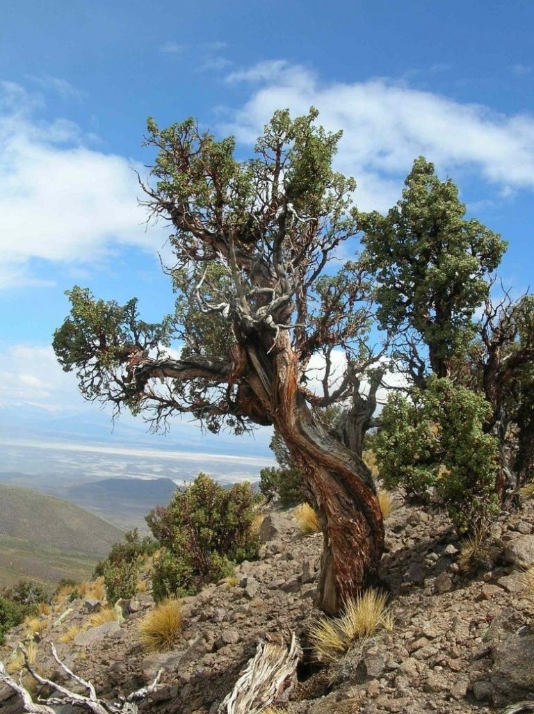 Queñoa, el árbol que crece a mayor altitud del mundo - Billiken