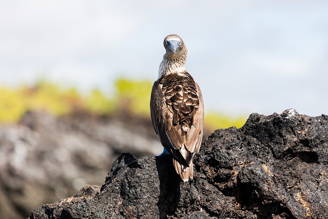 Alcatraz patiazul, la extraña ave de las Islas Galápagos - Billiken