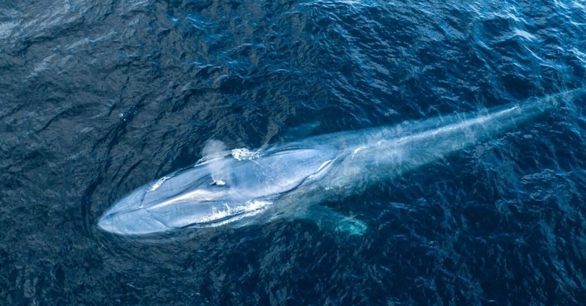 ¿Cuál es el animal vivo más grande del planeta? - Billiken