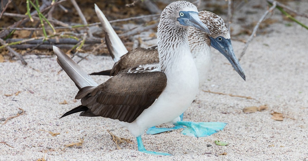 Alcatraz patiazul, la extraña ave de las Islas Galápagos - Billiken