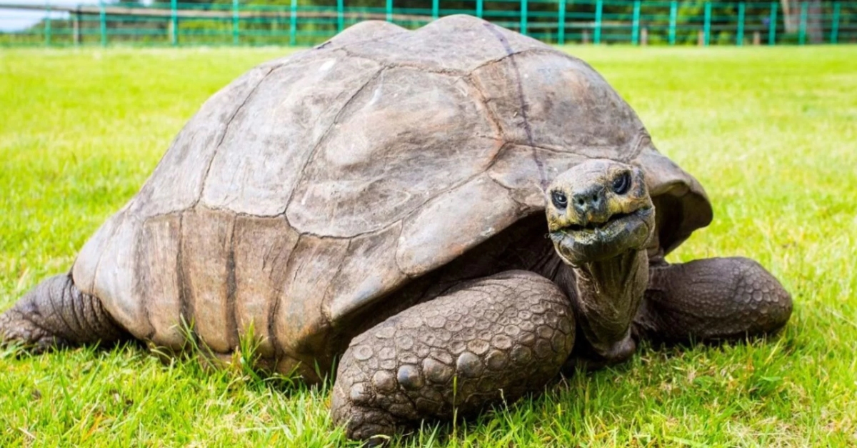 La tortuga más vieja del mundo cumplió 190 años - Billiken