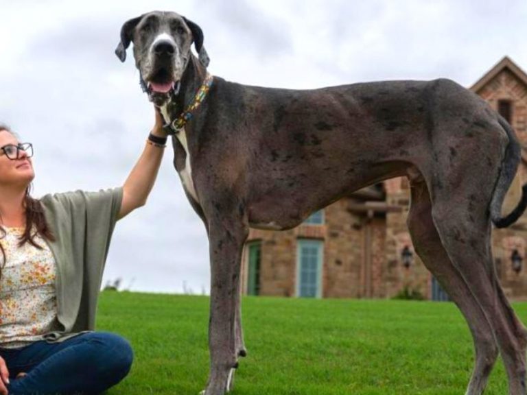 Zeus, el perro más grande del mundo - Billiken