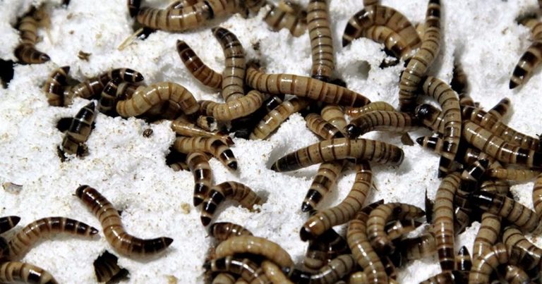 Zophobas morio, la especie de gusanos que come plástico - Billiken