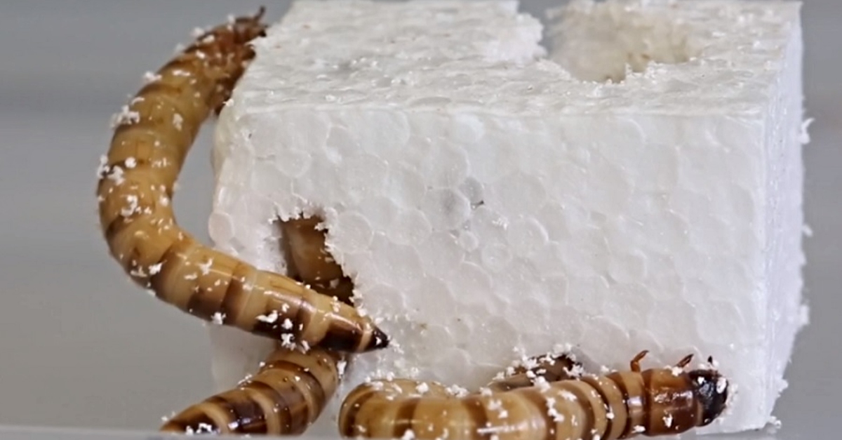 Zophobas morio, la especie de gusanos que come plástico - Billiken