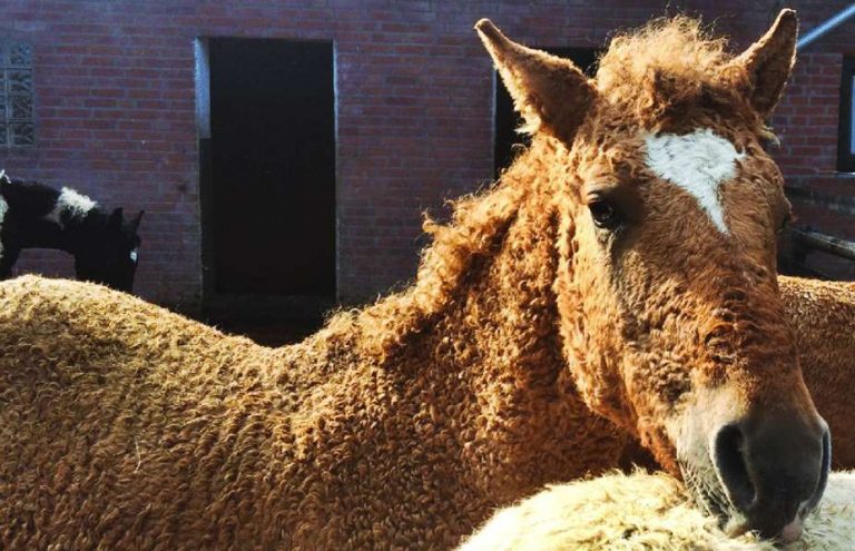 Bashkir Curly, la extraña raza de caballos con pelo rizado - Billiken