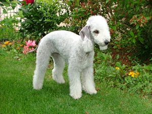 Bedlington terrier: la extraña raza de perros que se parecen a las ...