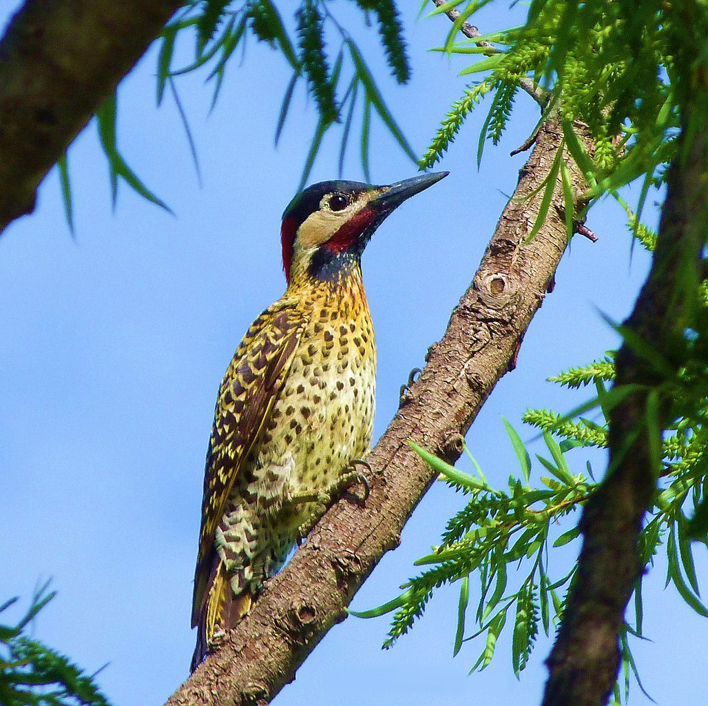 El ingenio al servicio de la naturaleza: mantienen los nidos de pájaro ...